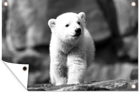 Tuindecoratie Een baby ijsbeer - zwart wit - 60x40 cm - Tuinposter ...