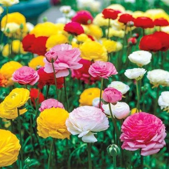 Ranunculus Mix - 25 stuks - Ranonkels | bol.com