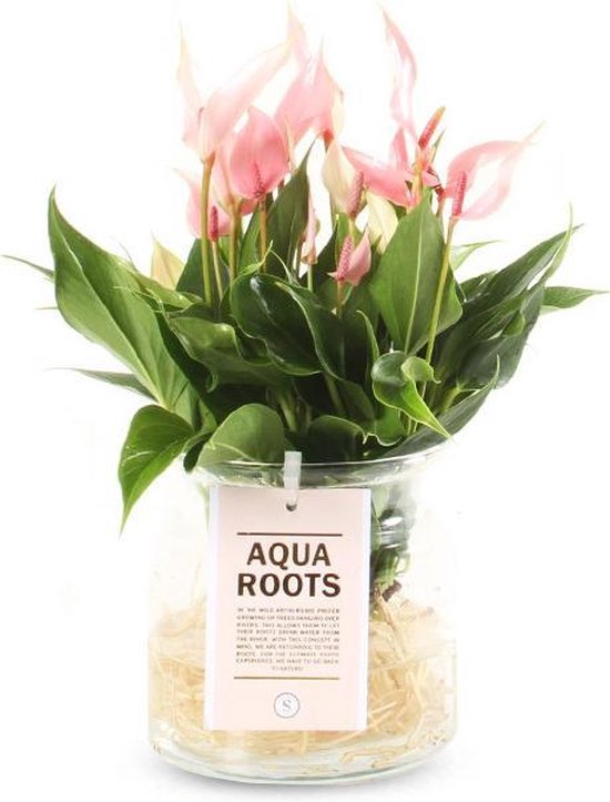 Aqua Roots Lilli Anthurium | bol