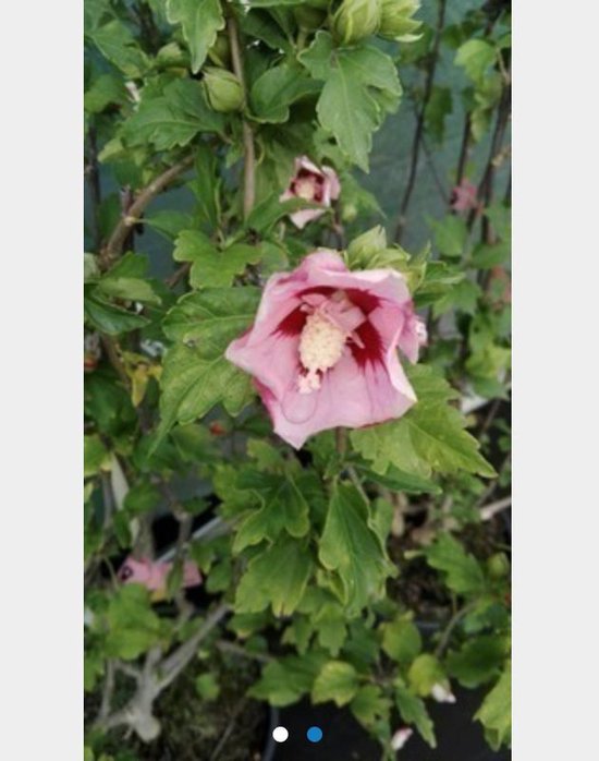 Hibiscus Syriacus Hamabo Altheastruik 40 60 Cm In Pot