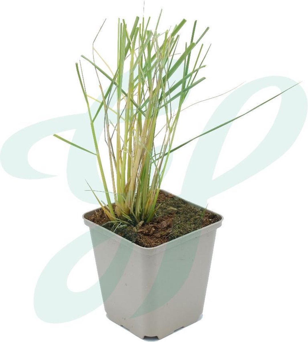 25 x Ammophila Arenaria - Helmgras in 9x9cm pot met hoogte 5-10cm | bol.com