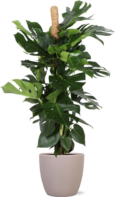 Monstera Deliciosa MOSSTOK Ø27cm 150cm in Boule TAUPE pot | bol