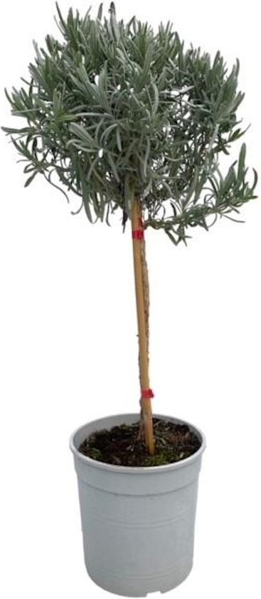 Engelse Lavendel, Plant op stam, Buitenplant, Terrasplant, Balkonplant ...