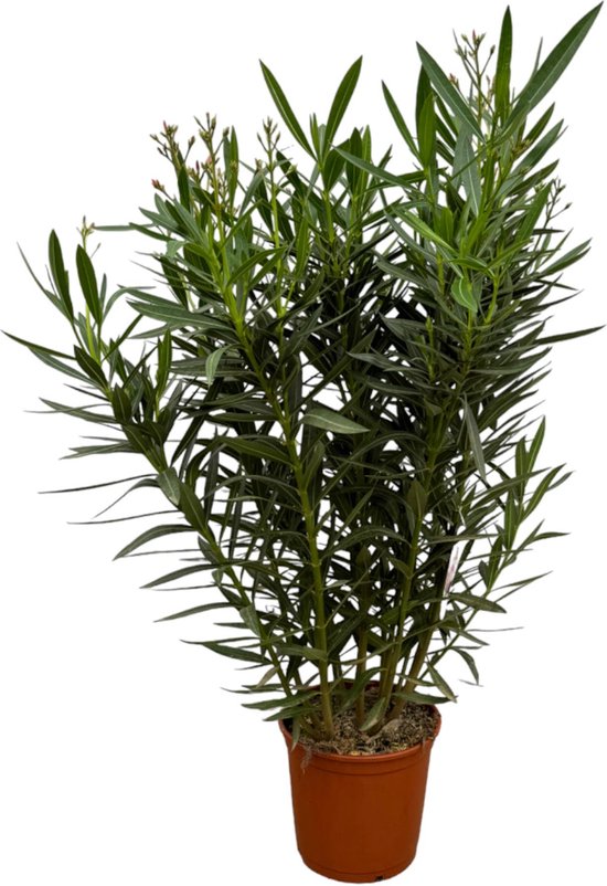 Tuinplant, Kleur Roze, Mediterrane Sfeer, Balkonplant, Terrasplant ...