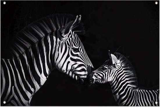 Zebra poster - Dier posters - Tuinposters Baby zebra - Tuinposters ...