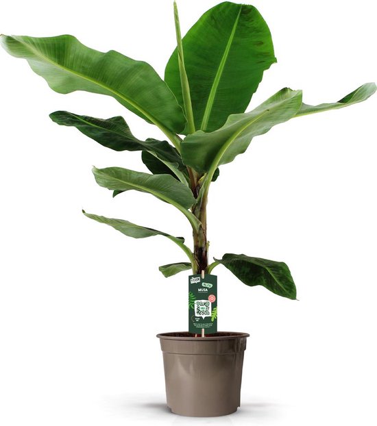 Bananenplant (Musa) - Exotische Kamerplant - 140 cm Hoog - Ø27cm | bol