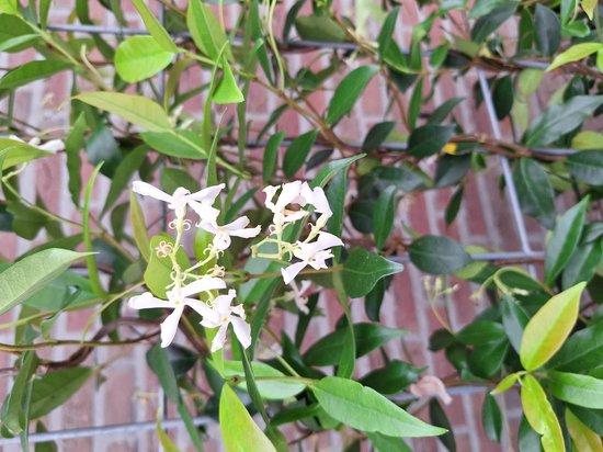 Kant en klare Haag van Toscaanse Jasmijn, Klimplant, Kleur Wit ...