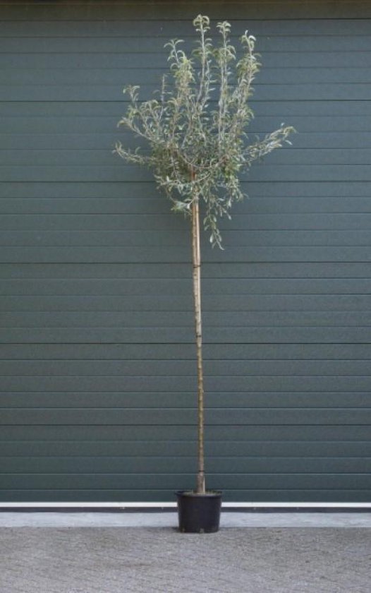 Bomenbezorgd.nl - Boom - Wilgbladige Treur Sierpeer - 220 cm Stamhoogte - (10-14 cm... | bol.com