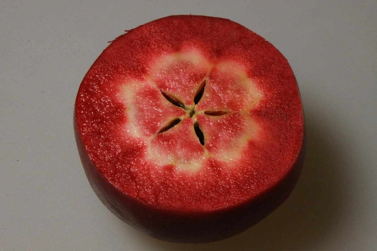 Malus domestica 'Baya Marisa'® rode appel met rood vruchtvlees ...