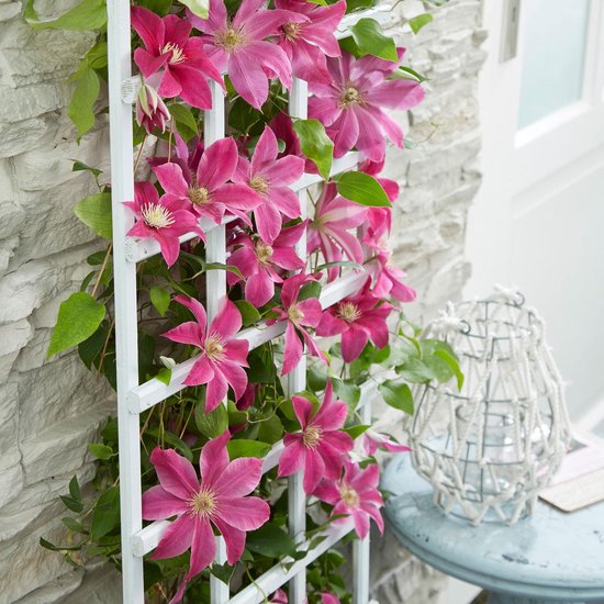2x Clematis 'Acropolis' - Bosrank roze - Set van 2 - ↑ 65-75cm - Ø 14cm ...