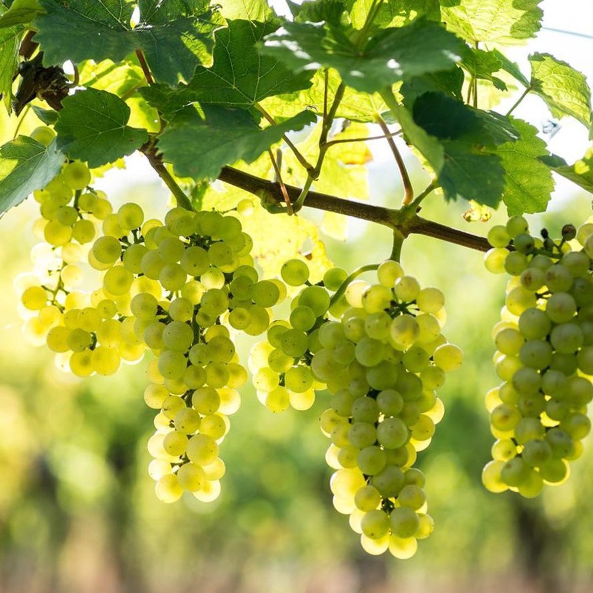 Witte druif - Vitis 'Himrod' (2L) - Pitloos en zoet - kleinfruit ...