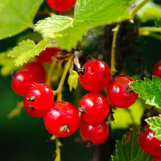 Aalbessen fruitplanten mix - set van 4 fruitplanten: zwarte bes, rode ...