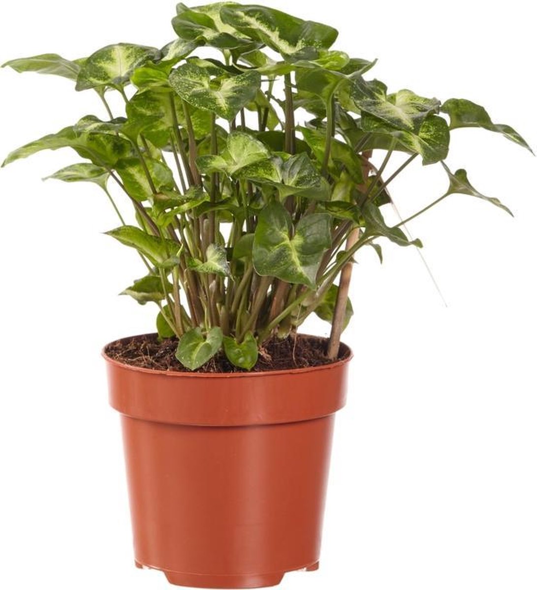 VDE-plant Syngonium Pixi(PNLPIX12) | bol.com