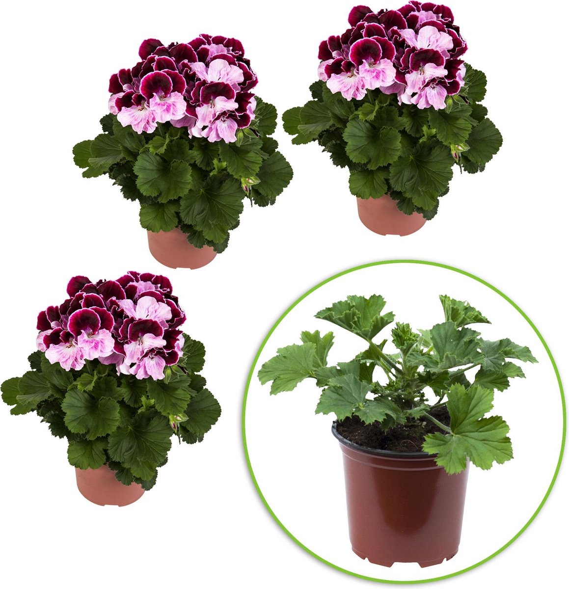 3x Pelargonium Grandiflorum Jeanette - Geranium roze-paars - 3 stuks↑ ...