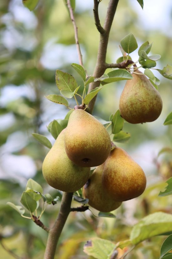 NatureNest - Perenboom (Conference) - Pyrus communis - 3 stuks - 140 ...