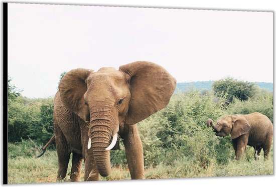 Dibond – Olifant– 120x80cm Foto op Aluminium (Wanddecoratie van metaal ...