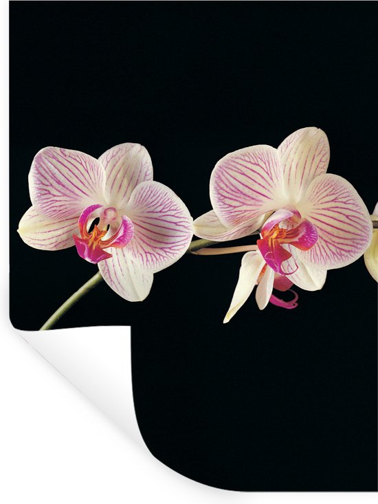 Muurstickers - Sticker Folie - Orchidee - Bloemen - Zwart - Roze - Knoppen - 60x80 cm... | bol