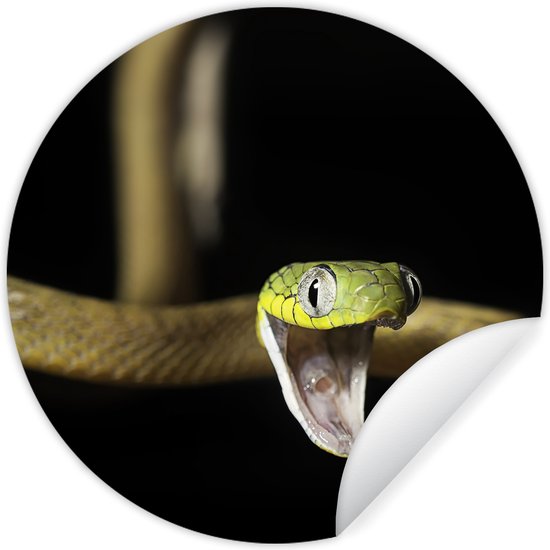 WallCircle - Muurstickers - Behangcirkel - Slang - Dier - Zwart - 100x100 cm -... | bol