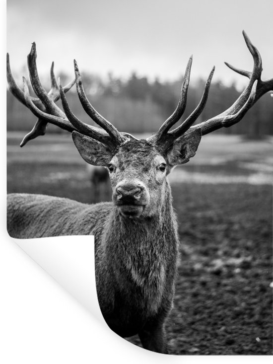 Muurstickers - Sticker Folie - Dieren - Hert - Gewei - Zwart wit - Natuur - 90x120 cm... | bol