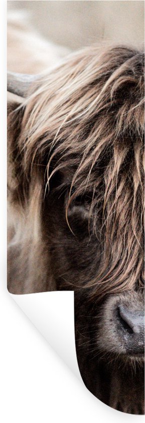 Muurstickers - Sticker Folie - Schotse hooglander - Vacht - Dier ...