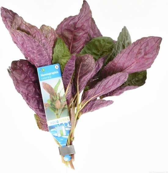 AQUAlook Hemiographis Colorata | Paarse wafel plant | in bos met loodje ...