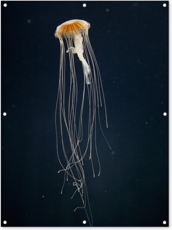 Tuinposter - Tuindoek - Tuinposters buiten - Kwal - Zeedier - Tentakels ...