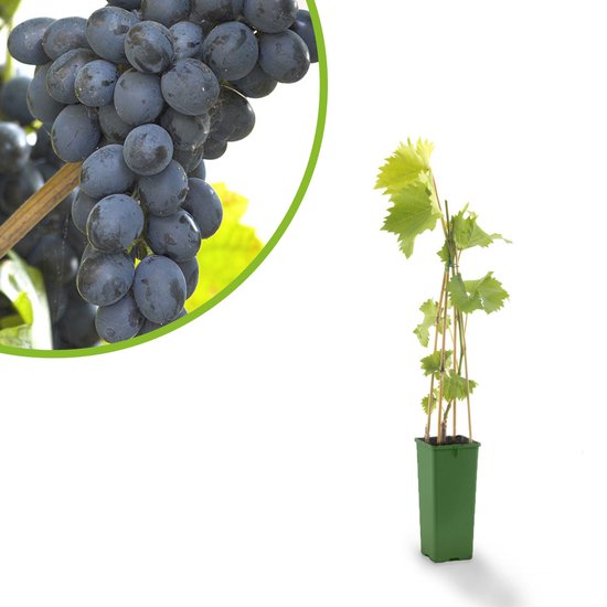 Druivenstruik - Vitis vinifera 'Heike' - Rode pitloze druif - zoete ...