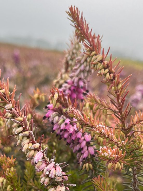 Winterheide Geel/Roze - 10 Stuks - Erica darleyensis 'Mary Helen' - P9 ...