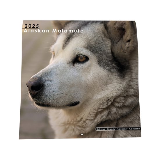 Alaskan Malamute Kalender - 44x22cm - Nietjes kalender - 6 talen ...