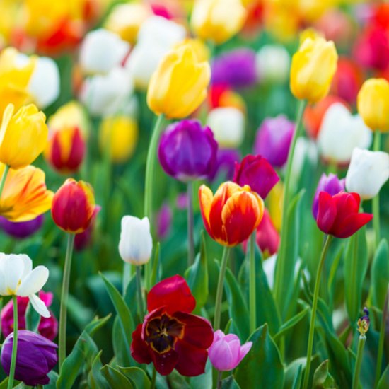 25 Tulpenbollen Chic Mix - Bloembollen mix - Tulpen mix - Bollen ...