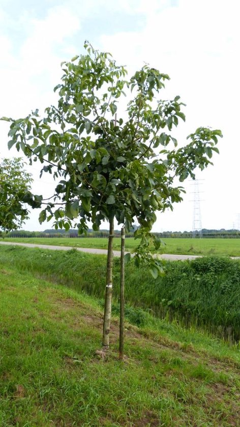 Moerbeiboom Morus alba Gerardii Dwarf | Boomhoogte: 50-80cm | Pot: 7 ...