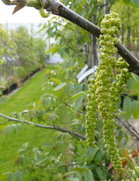 Walnootboom Juglans regia Broadview | Boomhoogte: 80-120cm | Pot: 7 ...