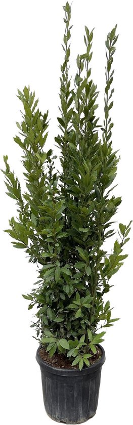 Laurier struik (Laurus Nobilis) ongeveer 180 cm hoog, buitenplant | bol