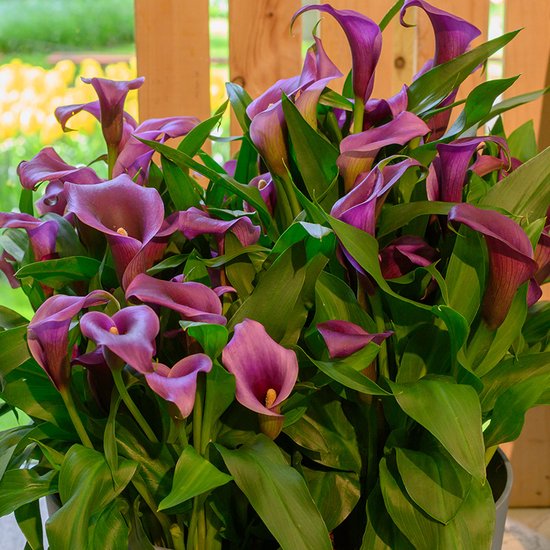 Calla Paco® | 3 stuks | Knol | Snijbloem | Geschikt voor in Pot | Paars ...