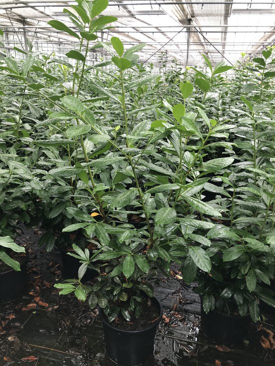 5x Laurier Prunus laurocerasus ´Novita´ 150-175cm | bol.com