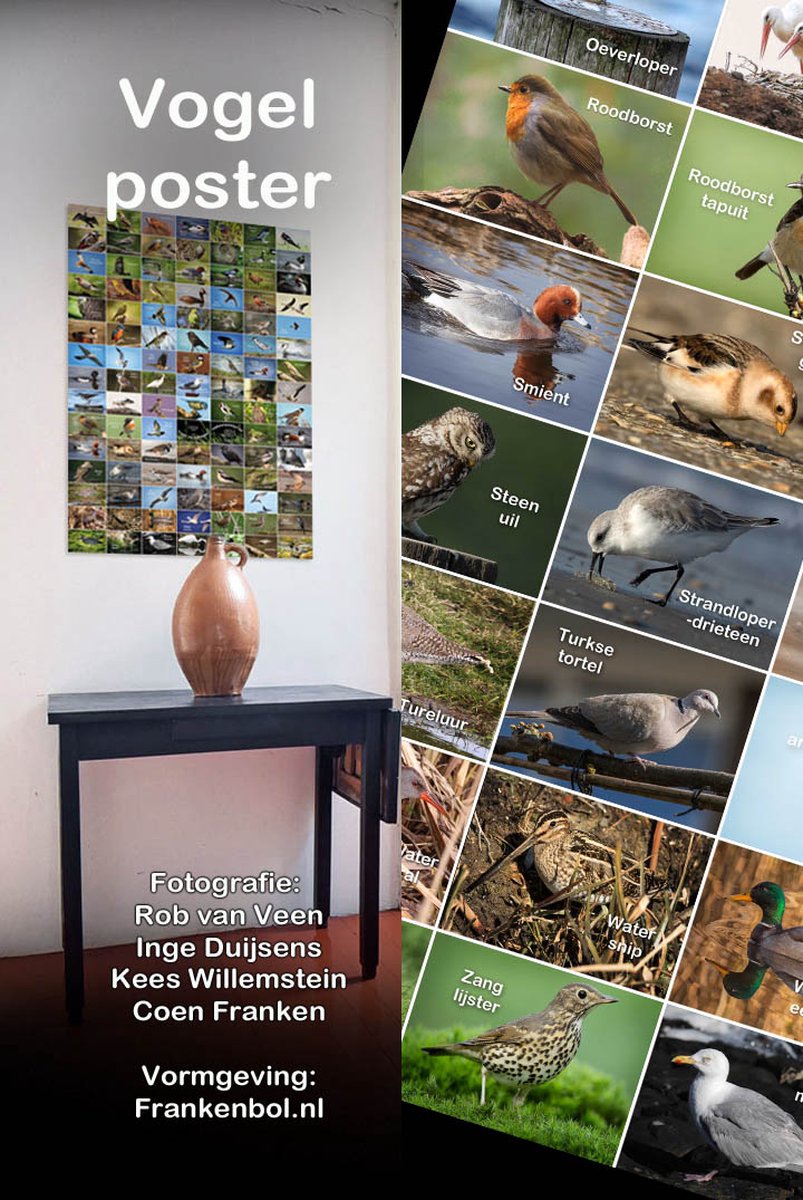Vogelposter overzicht met 100 Nederlandse vogels, om zelf te herkennen ...