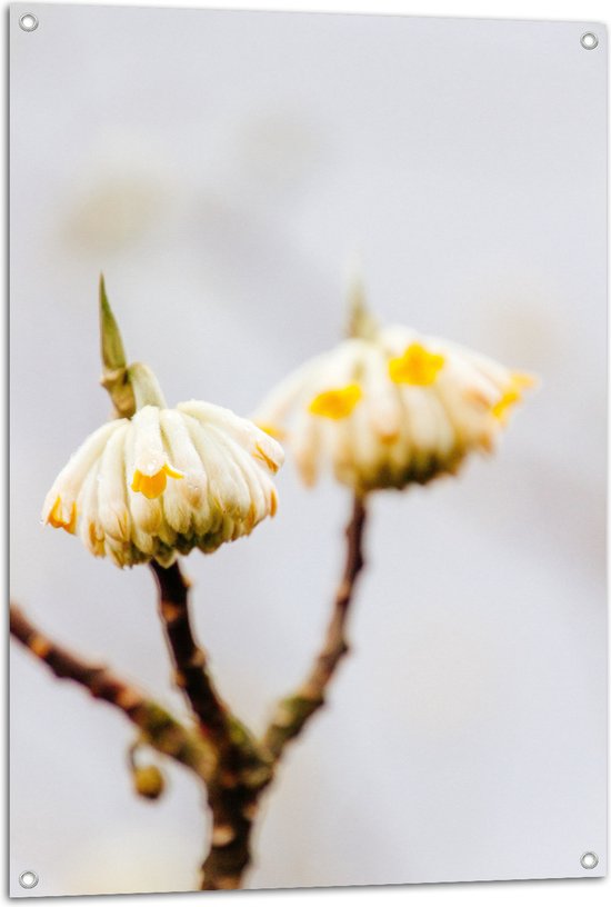 WallClassics - Tuinposter – Bloemen van Papierstruik - 70x105 cm Foto op Tuinposter... | bol.com