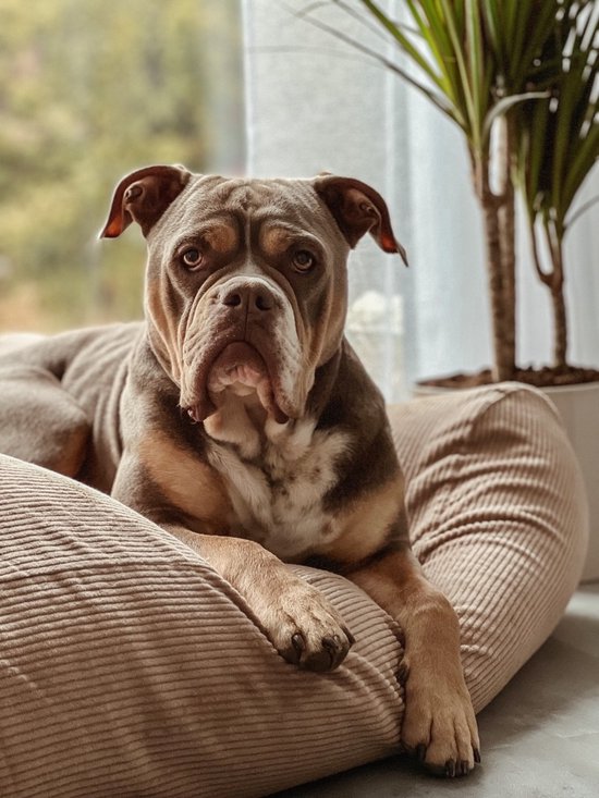 Dog's Companion - Hondenbed Camel Ribcord - M - 90 x 70 cm | bol.com