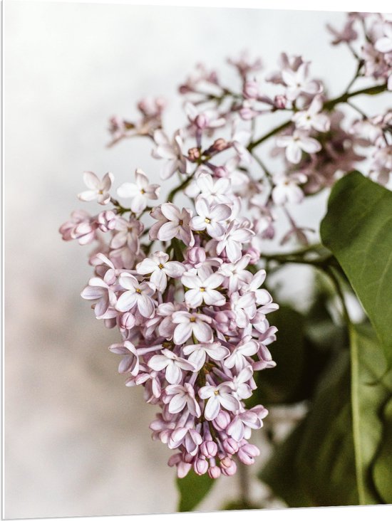 PVC Schuimplaat- Kleine Roze met Witte Bloemen - 75x100 cm Foto op PVC ...