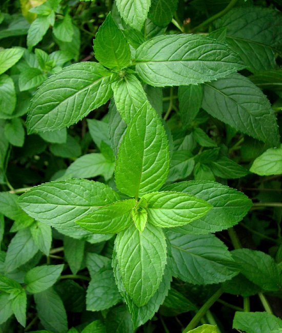 12x Pepermunt (Mentha x piperita) - P9 pot (9x9) | bol