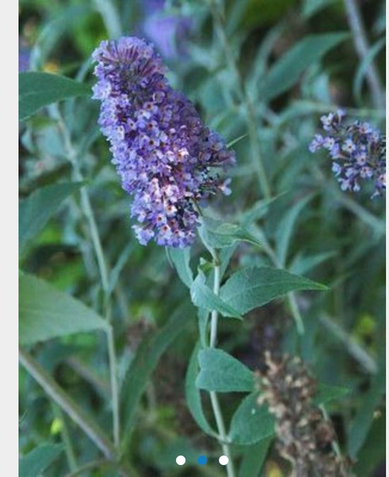 Buddleja lochinch - Vlinderstruik 40 - 60 cm in pot | bol