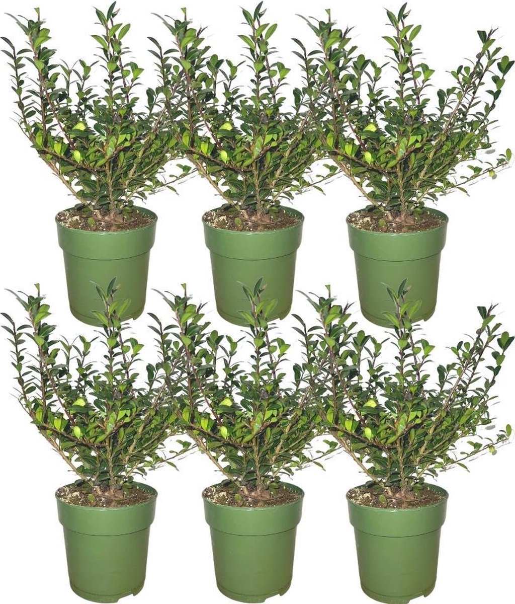 Plants by Frank - Haie de Houx de 1 mètre - Ilex crenata 'Jenny'® - Set ...
