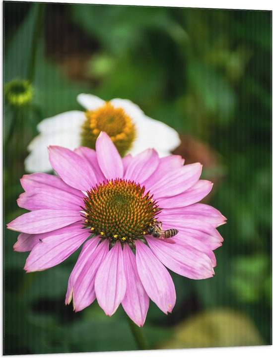 Vlag - Duo van Roze en Wit Madeliefje - 75x100 cm Foto op Polyester Vlag | bol.com
