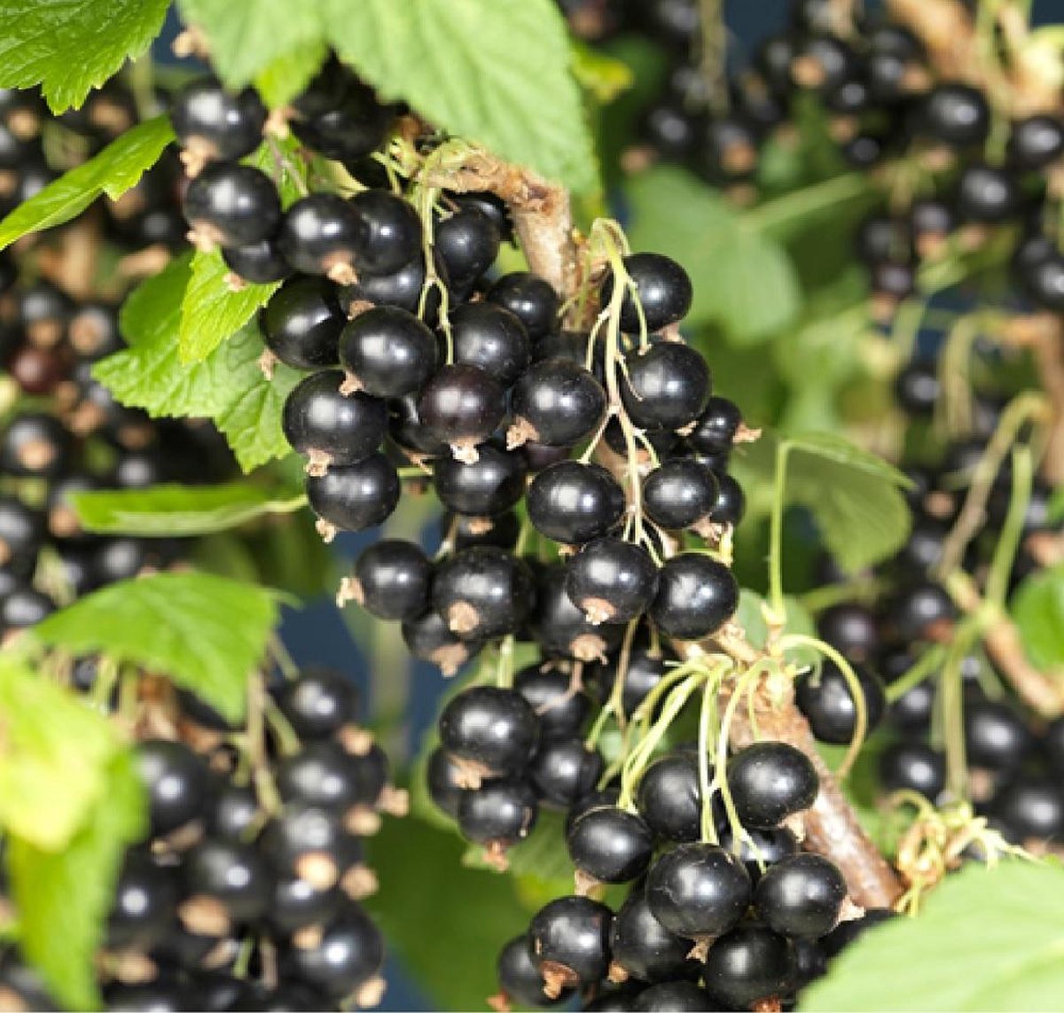 Zwarte Bes Ribes Nigrum Titania 120 cm klimplant | bol.com