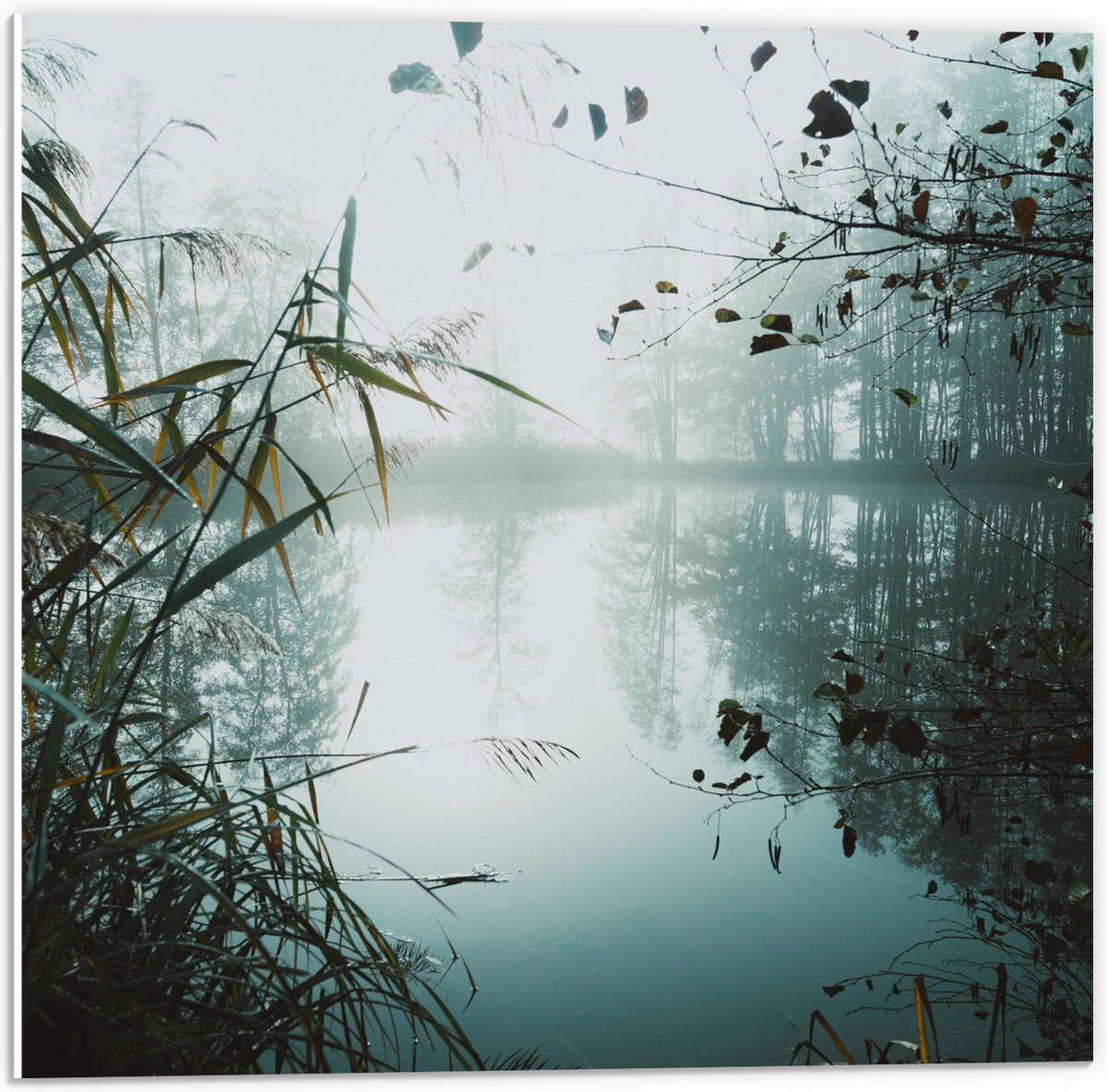 PVC Schuimplaat- Takken en Struiken voor Mist boven Meer in Bos - 50x50 ...