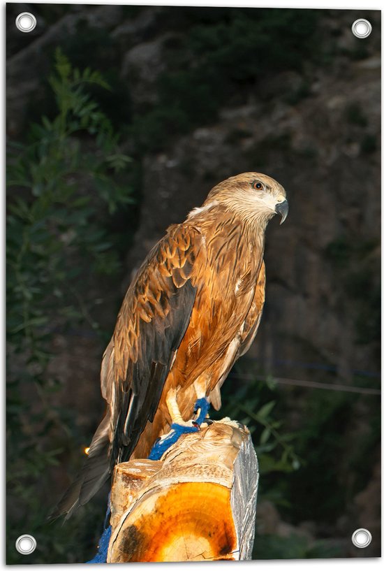 WallClassics - Tuinposter – Zittende Arend op Houten Stam voor Struiken ...