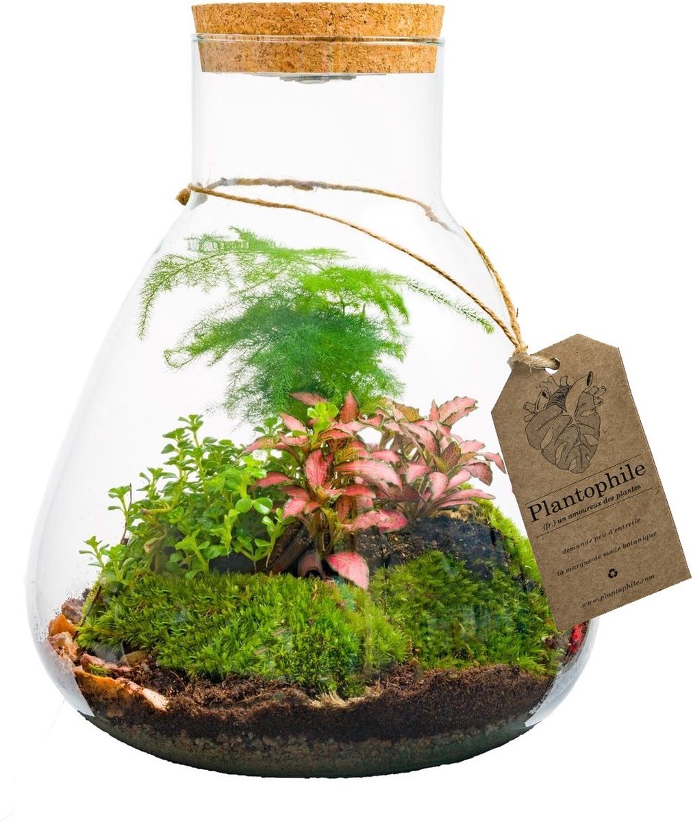 Terrarium Erlenmeyer Large - doe het zelf pakket - mini ecosysteem - 3 ...