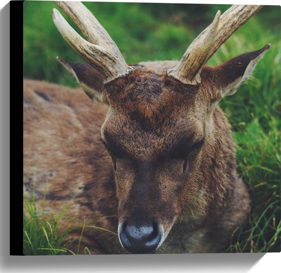 WallClassics - Canvas - Neerkijkend Hert met Groot Gewei - 40x40 cm ...