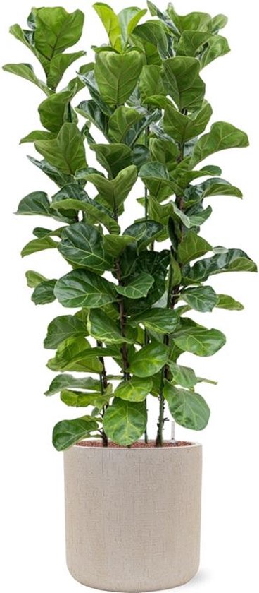 Plant in Pot Ficus Lyrata Bambino 160 cm kamerplant in Baq Raindrop 42 ...