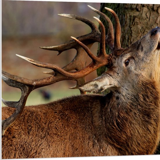 PVC Schuimplaat- Omhoogkijkend Hert met Groot Gewei - 80x80 cm Foto op ...